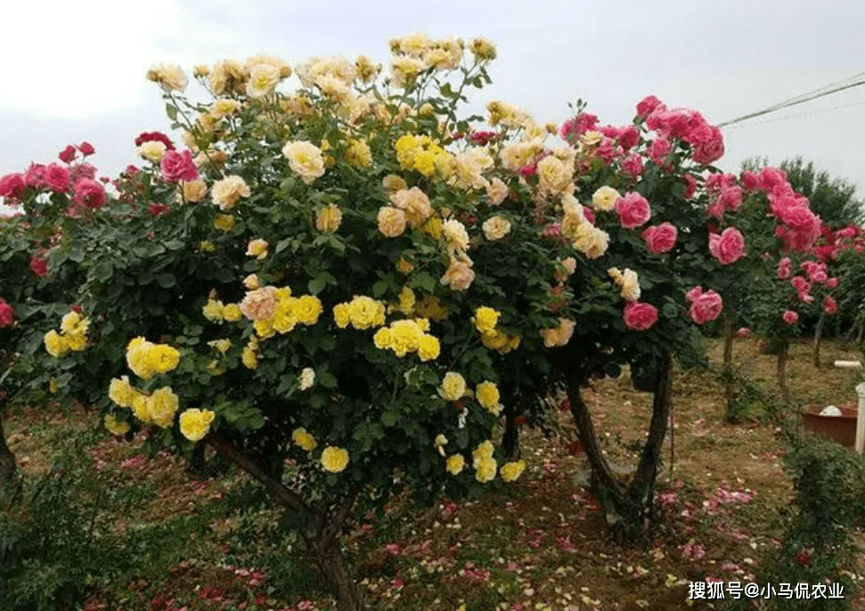 美女老家种花种草靠3招年入千万，网络分享知识变现，售卖90万件 -6park.com