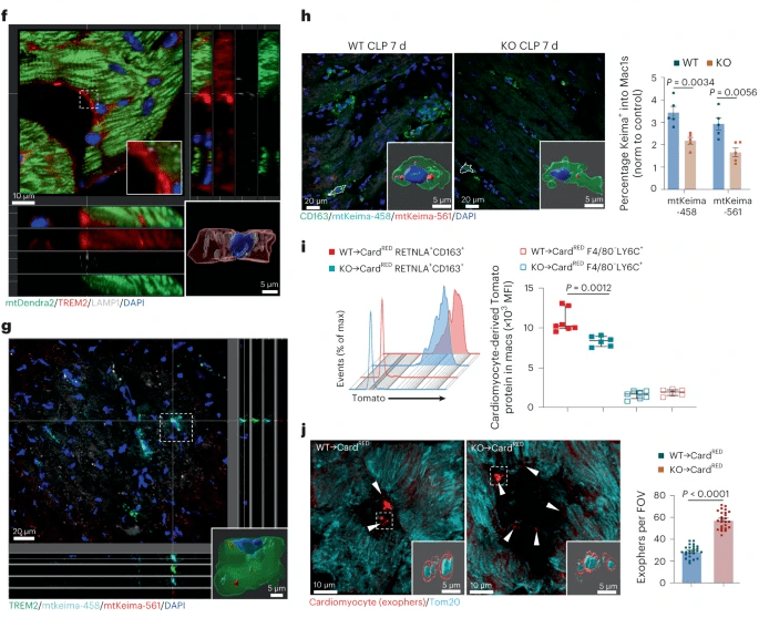 开年3篇Nature！免疫靶点TREM2：拿下CNS、肥胖、肿瘤、心脏疾病_研究_细胞_治疗