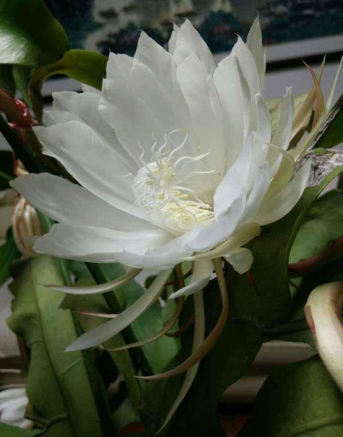 昙花一现原来是为了韦陀菩萨，这个故事你知道吗？_花神_老人_男子