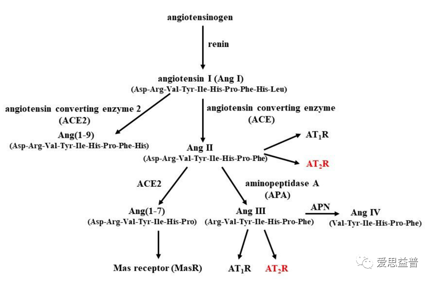 《爱求索》之血管紧张素AT1和AT2受体在疾病中的作用_Ang_细胞_包括