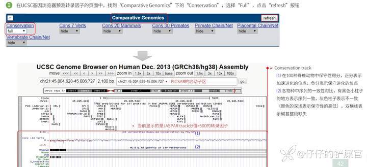 【科研工具包】转录因子预测及优化策略 ——JASPAR、NCBI、UCSC数据库联用_基因_序列_位点