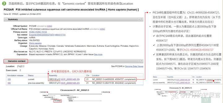 【科研工具包】转录因子预测及优化策略 ——JASPAR、NCBI、UCSC数据库联用_基因_序列_位点