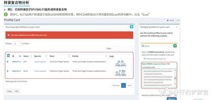 【科研工具包】转录因子预测及优化策略 ——JASPAR、NCBI、UCSC数据库联用_基因_序列_位点