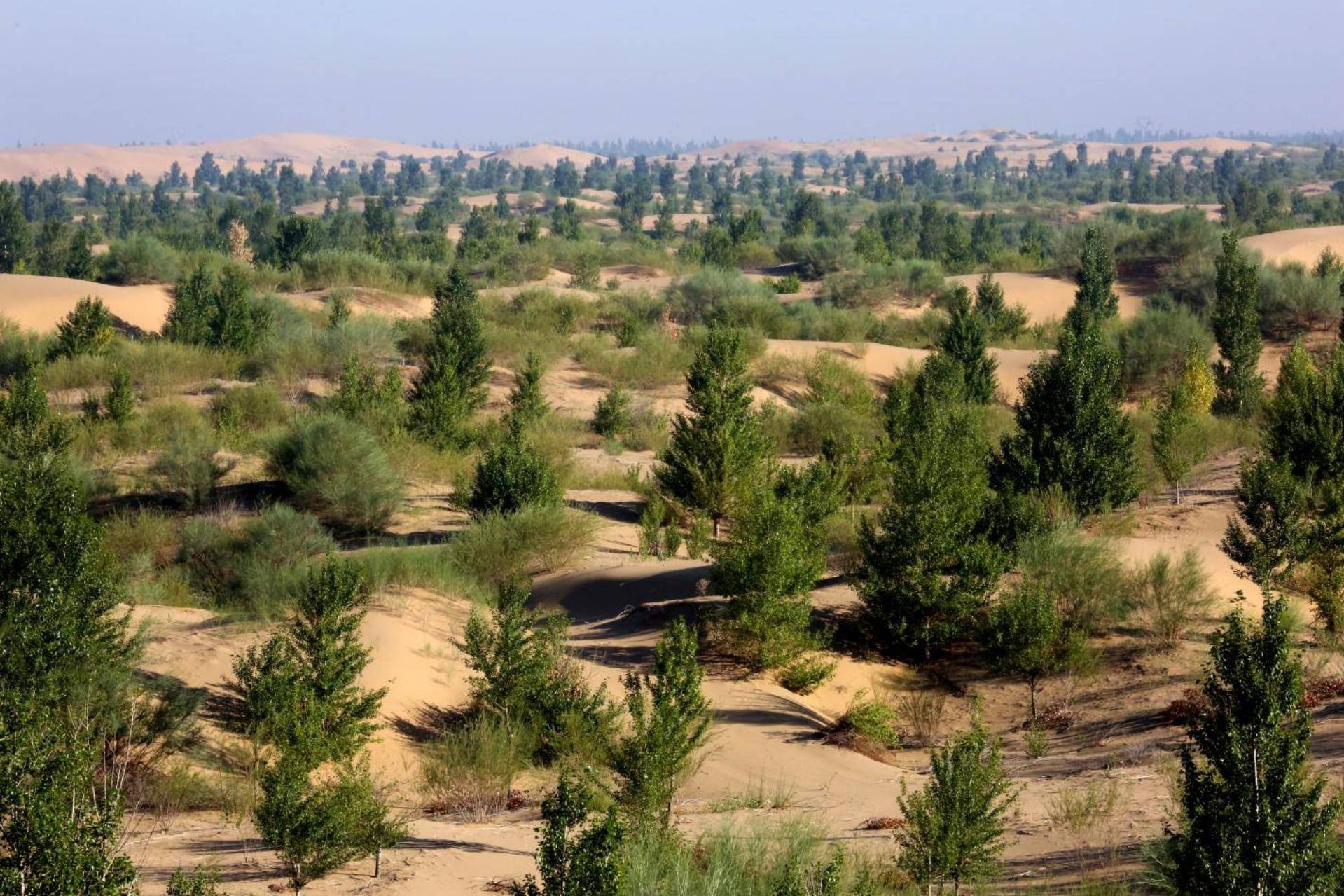 第78届联合国大会可持续发展峰会分享鄂尔多斯库布其治沙模式成果_荒漠化_全球_中国