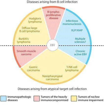 EB病毒感染，B细胞和T/NK细胞_抗原