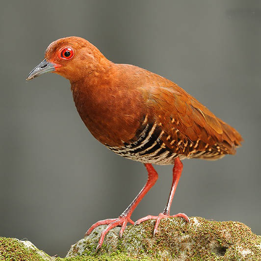 索勒曼（Sollerman）手功能测试初探_活动_进行_Tripod