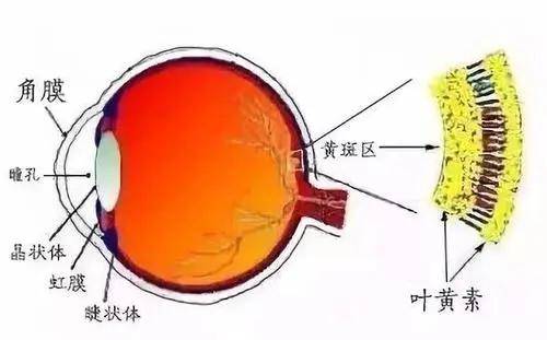 4岁孩子远视储备快没了,坚持户外叶黄素健力视补充稳住视力眼睛