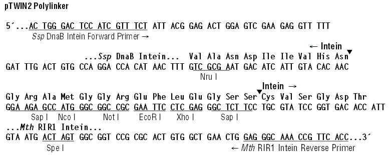 pTWIN2载体质粒图谱、序列、说明书、价格_the