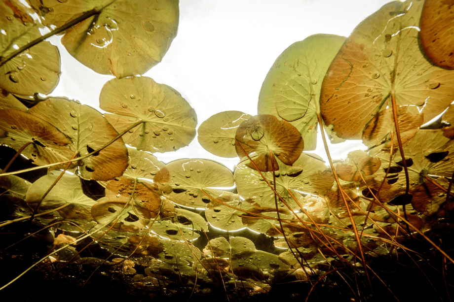 摄影师Eiko Jones 镜头里的水底世界-搜狐大视野-搜狐新闻
