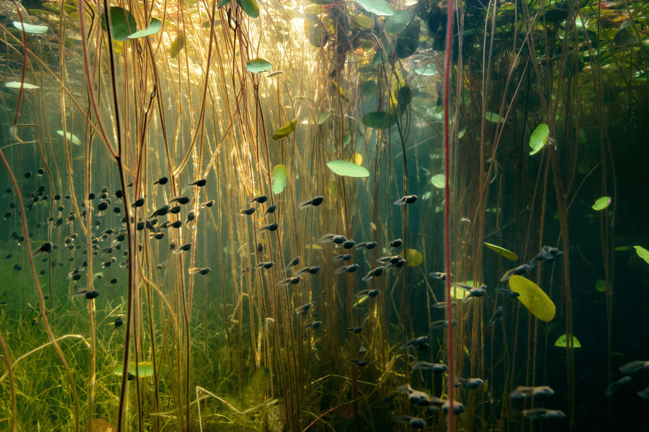 摄影师Eiko Jones 镜头里的水底世界-搜狐大视野-搜狐新闻