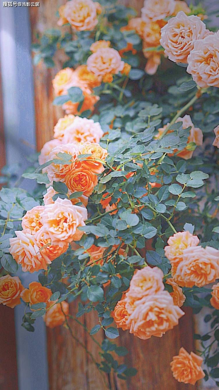 最好不过余生只有你，最坏不过余生全是回忆-搜狐大视野-搜狐新闻