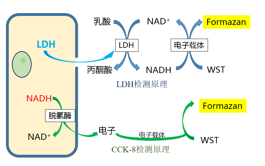 细胞毒性测试 | LDH法与CCK-8法比较_检测_方法_Salih