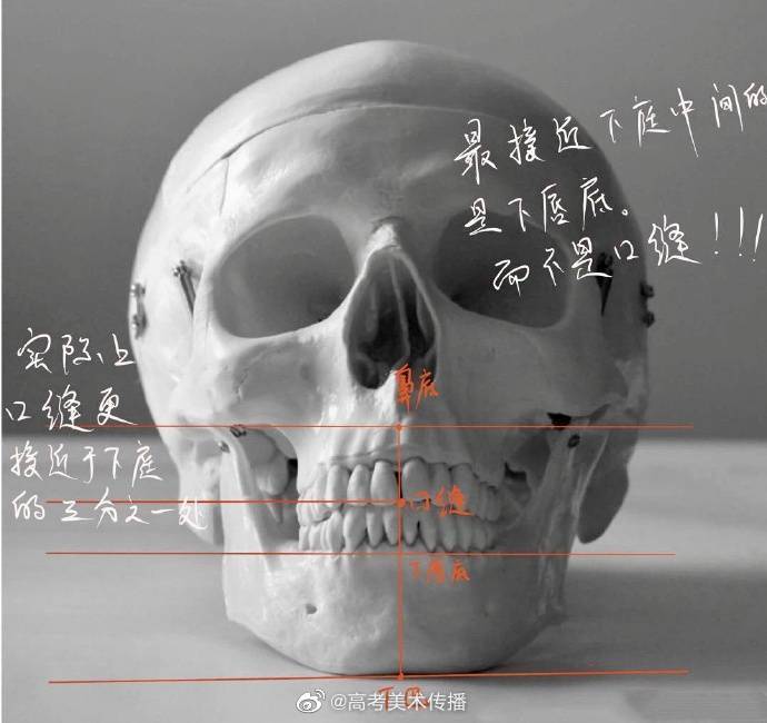 美术艺考生必看 | 头骨绘制参考素材参考 -搜狐大视野-搜狐新闻