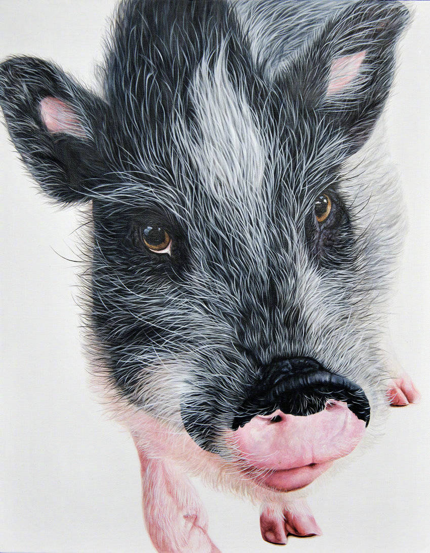 画家 Ester Curini 画笔下的动物-搜狐大视野-搜狐新闻