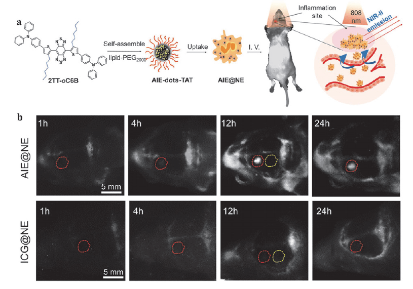 【NIR-II近红外二区荧光成像】NIR-II近红外二区荧光成像中有机小分子荧光探针_领域_组织_生物