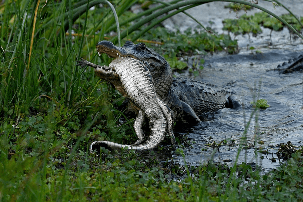 实拍：短吻鳄捕食同类，2分钟结束战斗-搜狐大视野-搜狐新闻