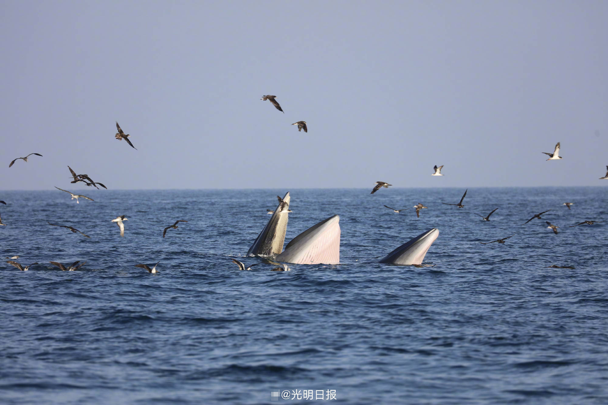 聚焦全国生态日：在涠洲岛观鲸是什么体验-搜狐大视野-搜狐新闻