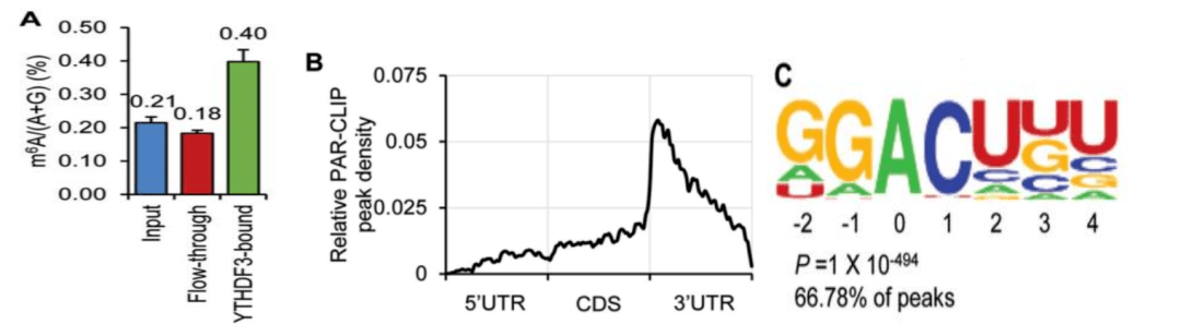 YTHDF3促进带有m6A修饰的RNA的翻译和降解 | m6A专题_蛋白