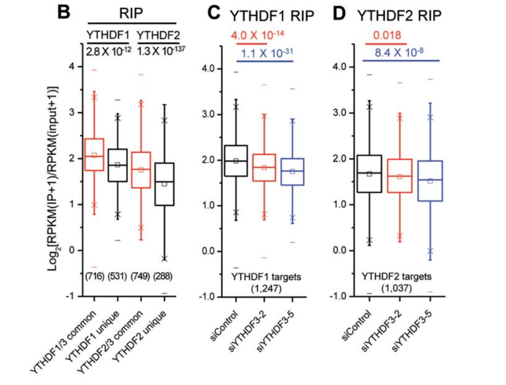 YTHDF3促进带有m6A修饰的RNA的翻译和降解 | m6A专题_蛋白