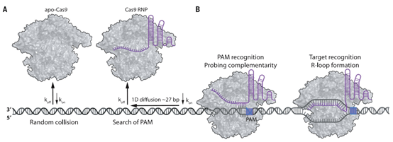 Science | 最新碱基编辑器ABE8e在DNA上的催化脱氨速度比早期ABEs快千倍以上，将显著提高单碱基编辑效率！_CRISPR-Cas