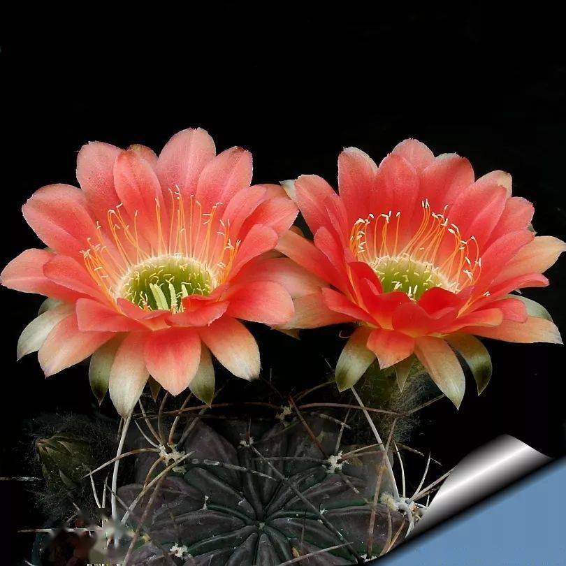 物种日历 | 喜欢阳光的仙人掌科丽花球属（Lobivia）_aurea