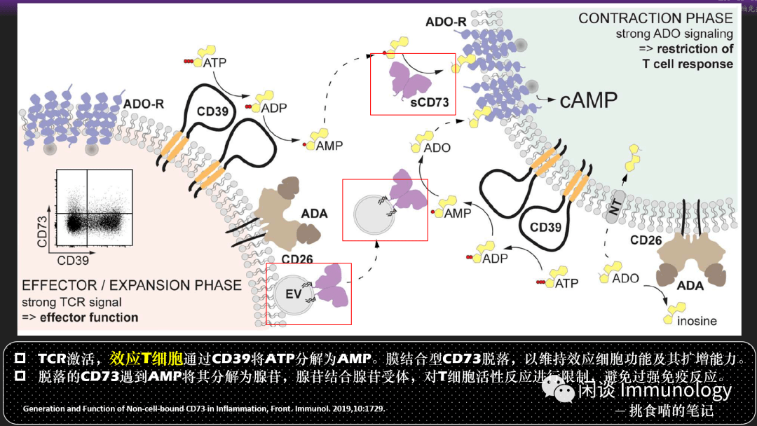 CD73：TME缺氧诱发肿瘤逃逸关键蛋白_Immunol