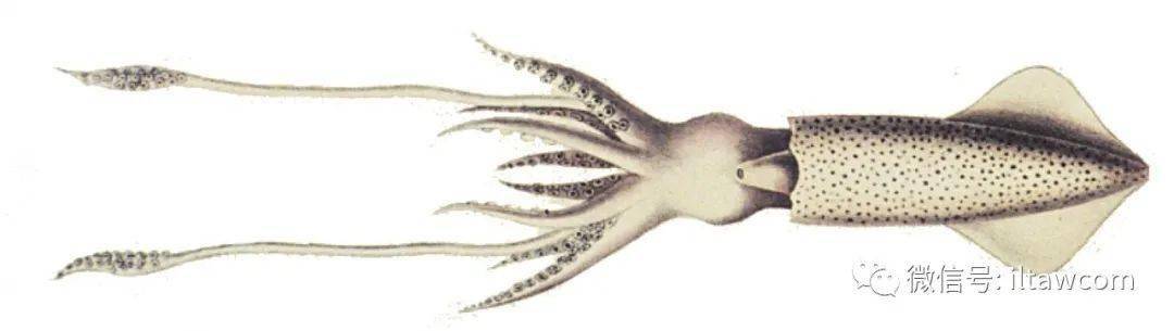 海洋科普（1259）| 中国海域鱿鱼图鉴_Abralia