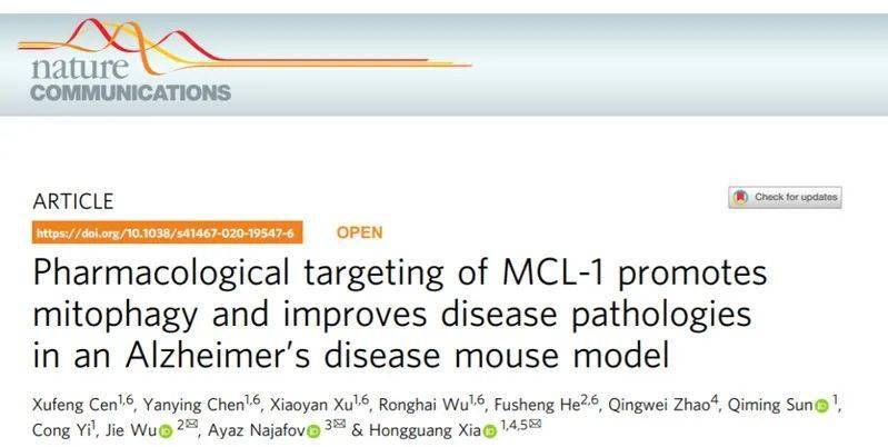 夏宏光团队发现靶向MCL-1蛋白诱导线粒体自噬有望治疗阿尔兹海默症-搜狐大视野-搜狐新闻