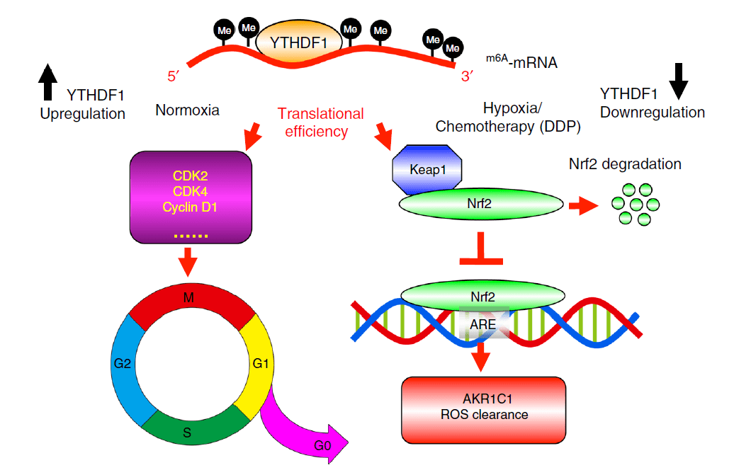 1+1大于2！RIP-seq与其他组学的搭配你值得拥有 | RIP专题_蛋白