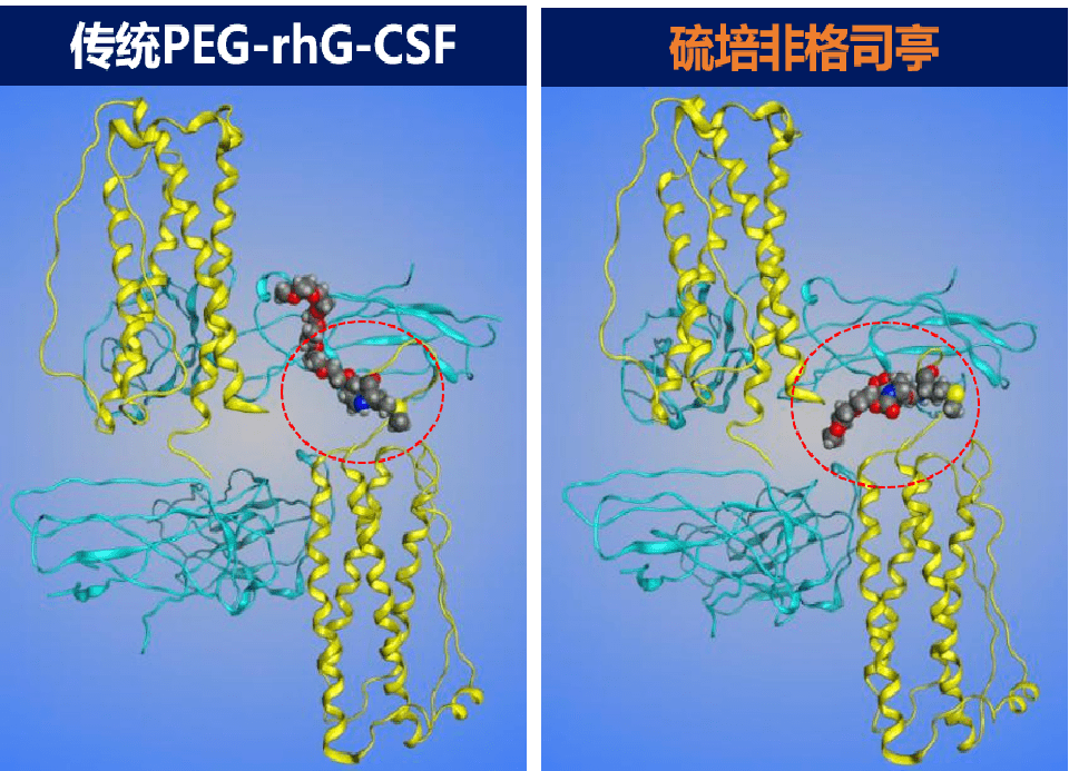 原研领创，纵览G-CSF类药物的迭代升级_rhG-CSF