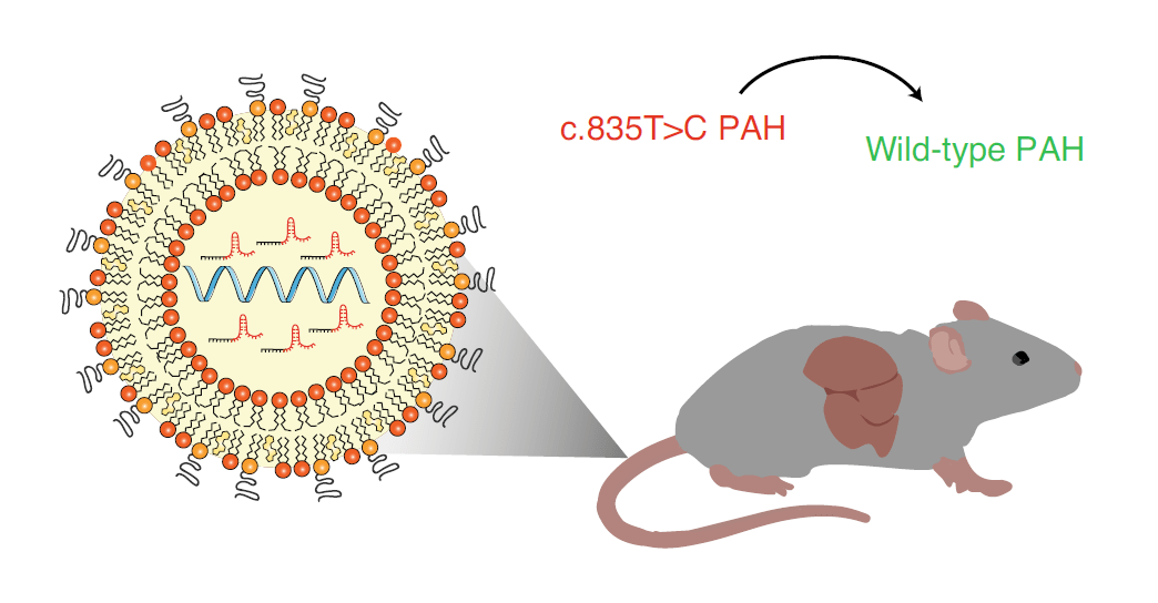 Nature子刊：AAV、LNP递送单碱基编辑器修复肝脏遗传病，且不产生脱靶效应_研究