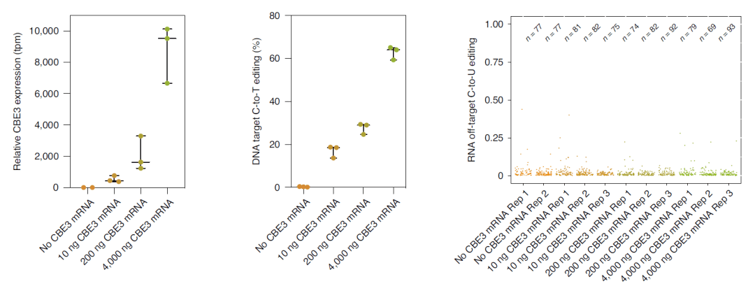 Nature子刊：AAV、LNP递送单碱基编辑器修复肝脏遗传病，且不产生脱靶效应-搜狐大视野-搜狐新闻
