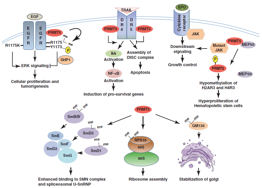 圣和药业SH3765片获得美国临床试验许可_Figure