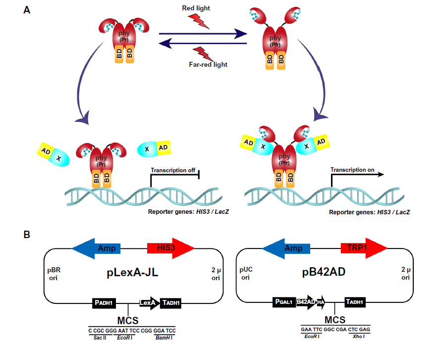 李继刚团队建立用于研究光敏色素与信号分子光可逆互作的LexA酵母双杂交系统_phyA