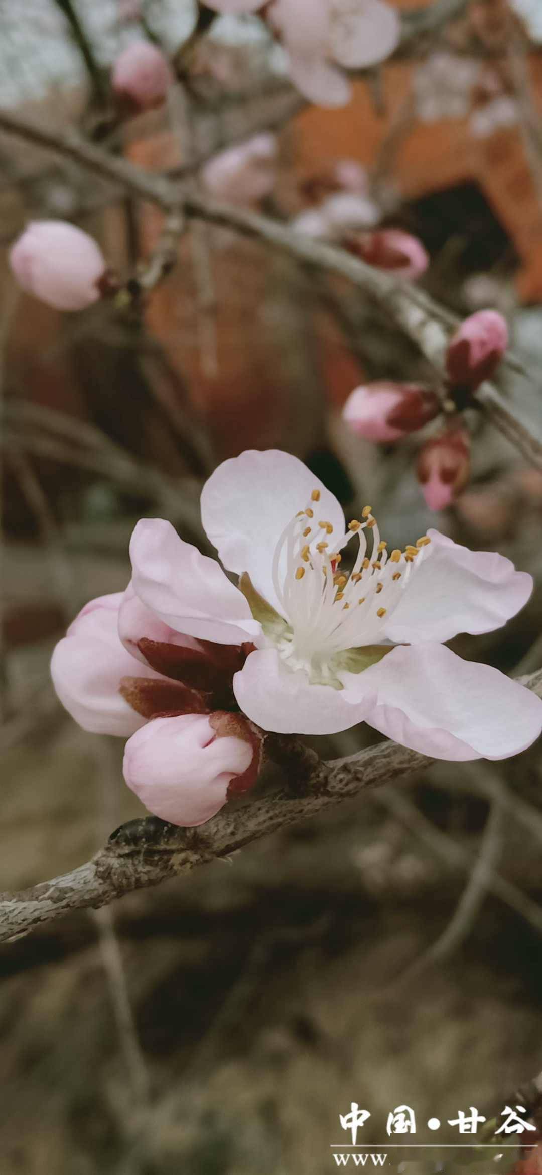 「春日印象」甘谷：春风送暖百花闹-搜狐大视野-搜狐新闻