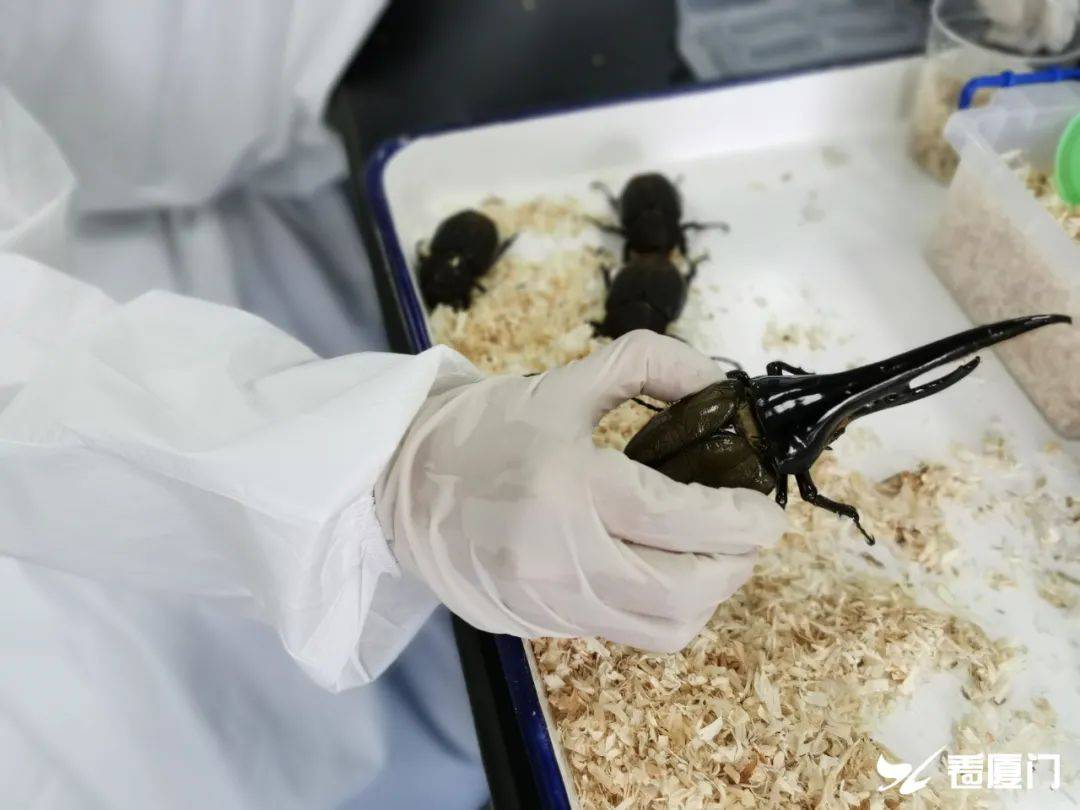 活体！5只！厦门首次查获！世界最长！_甲虫