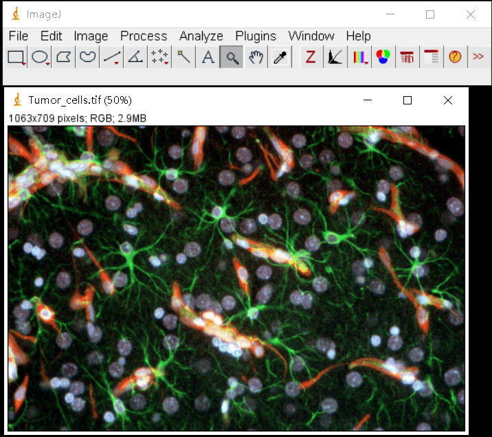 老司机带你使用ImageJ高效分析图片_tools
