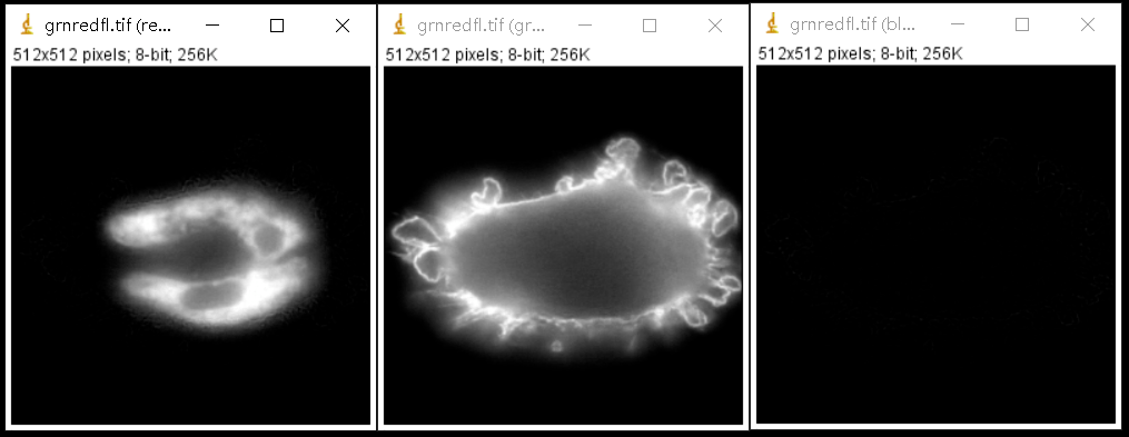 老司机带你使用ImageJ高效分析图片_tools