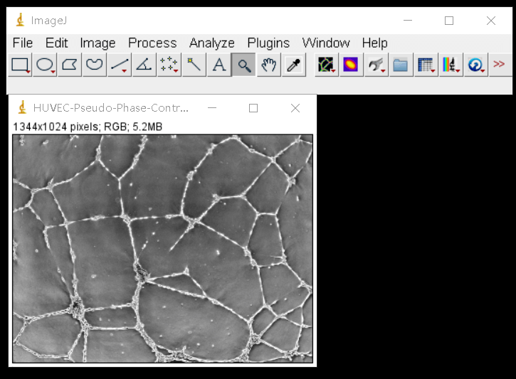 老司机带你使用ImageJ高效分析图片_tools