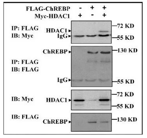一文读懂CoIP实验 || 原理、实验流程、遇到的问题_抗体