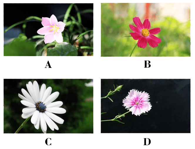 4朵花选一朵，测测你的第六感准不准！_生活