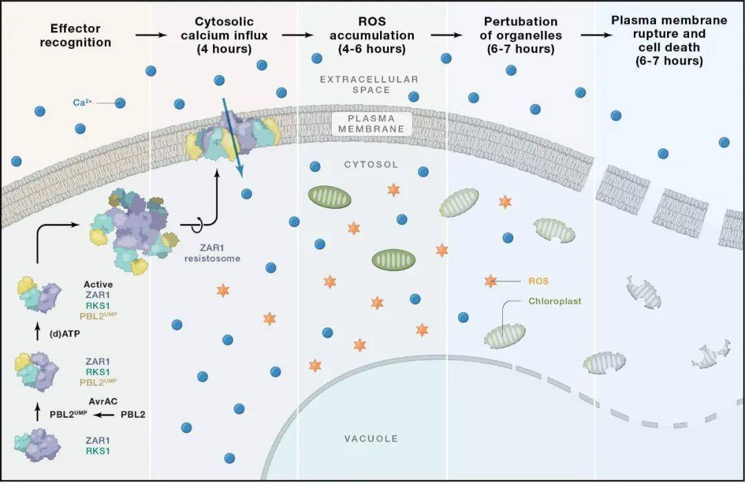 Cell | 点评近期植物抗病突破性工作：Channeling plant immunity_The