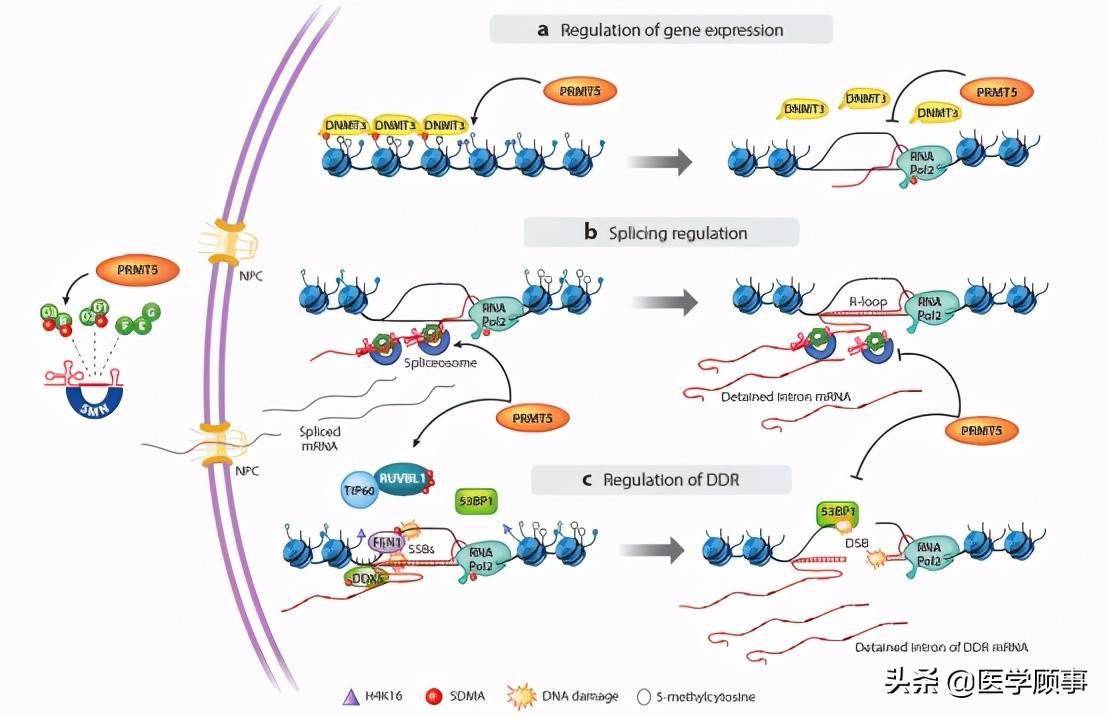 肿瘤靶向药物治疗，“合成致死”疗法_奥拉帕利
