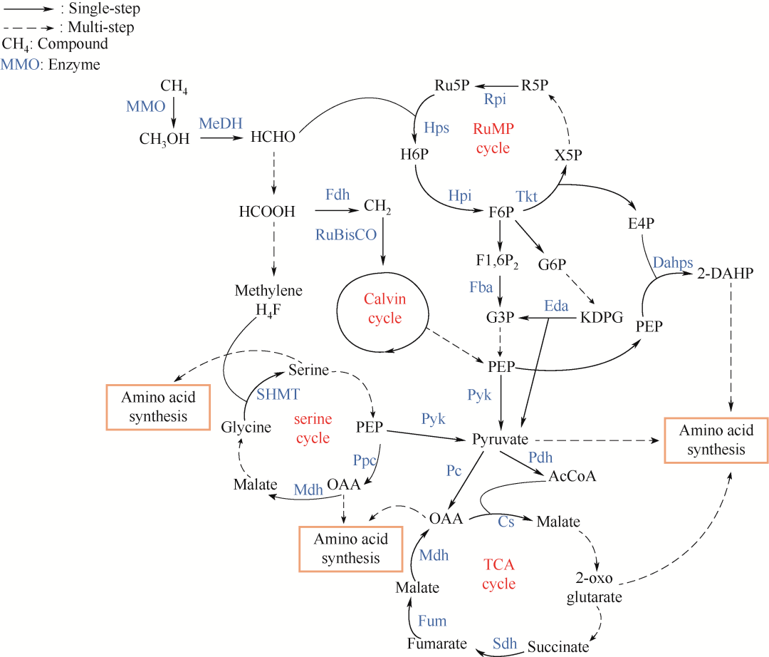 【2021年第6期】生物转化温室气体生产单细胞蛋白的研究进展_微生物