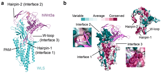 西湖大学马丹/周强团队报道人源Wnt转运蛋白WLS与Wnt3a复合物高分辨率冷冻电镜结构_研究
