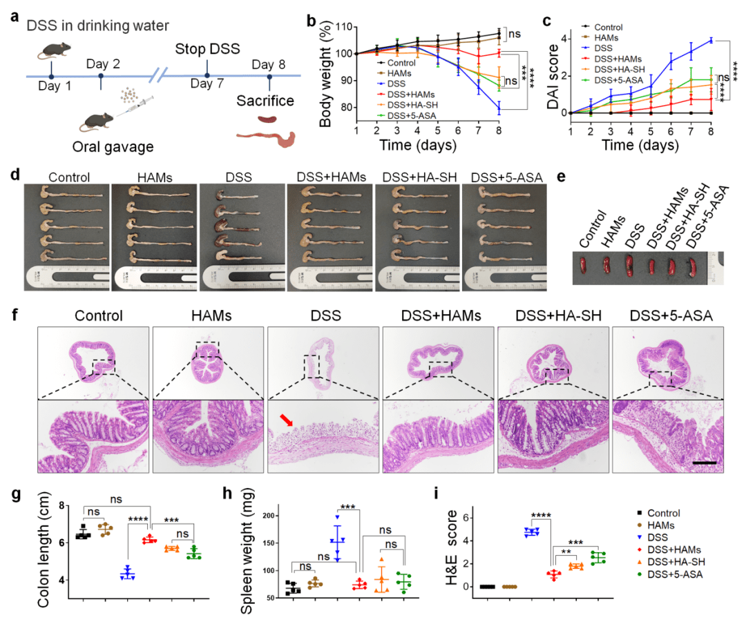 上交大崔文国/王正廷等Adv Sci：口服的水凝胶微球靶向肠道“爆破”治疗肠道疾病_免疫