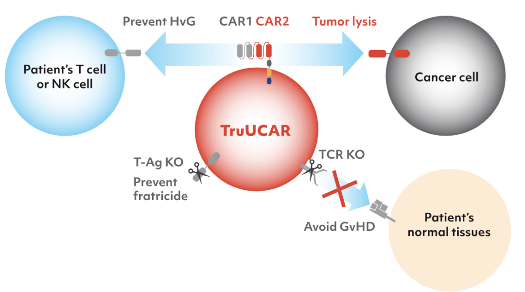 CAR-T“自相残杀”？CD7靶点破解之路_细胞