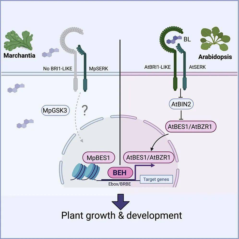 Current Biology｜西班牙农业基因组学研究中心揭示BES1具有调控细胞分裂及分化的原始功能_植物
