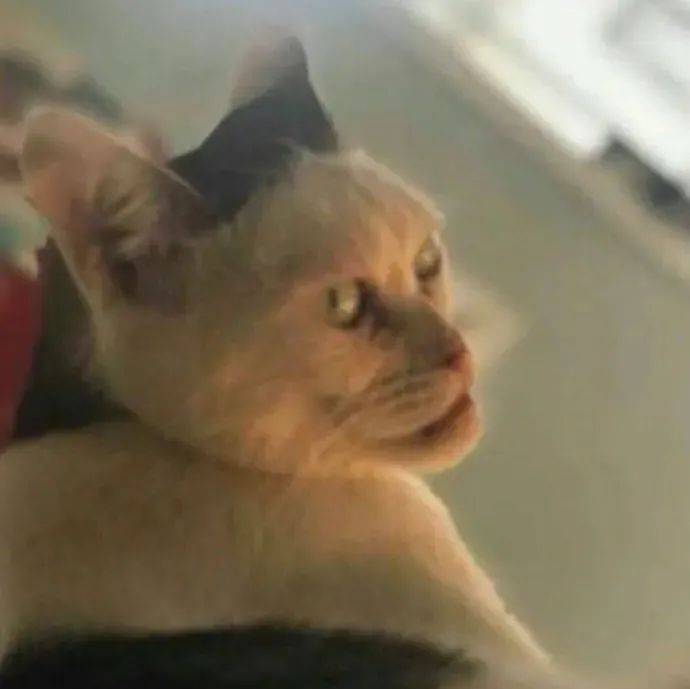 一直以为猫没有美丑之分