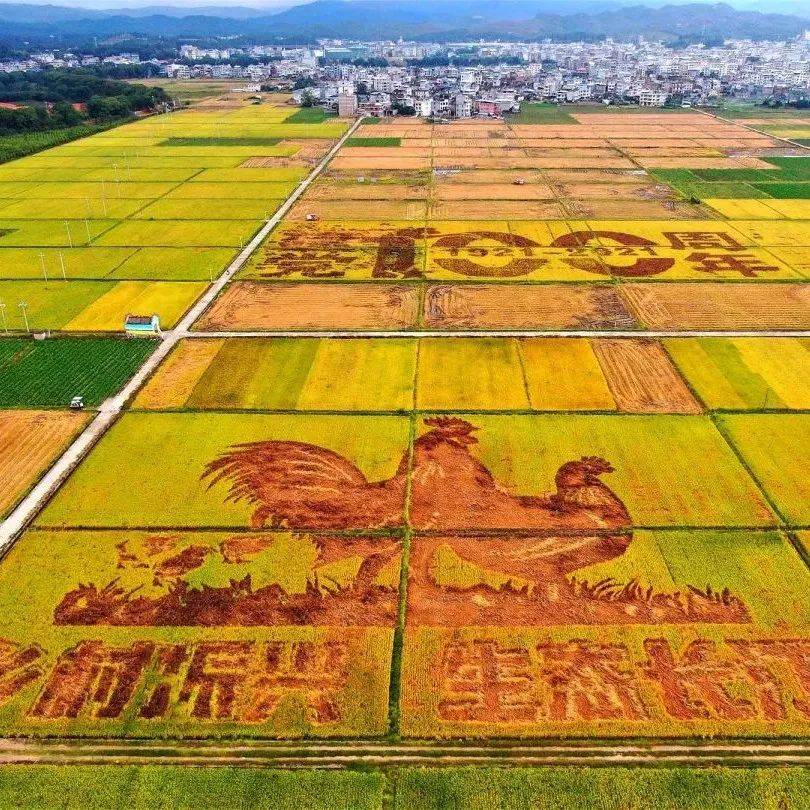 哇，好美！龙岩这幅巨型“水稻画”秋收了_长汀